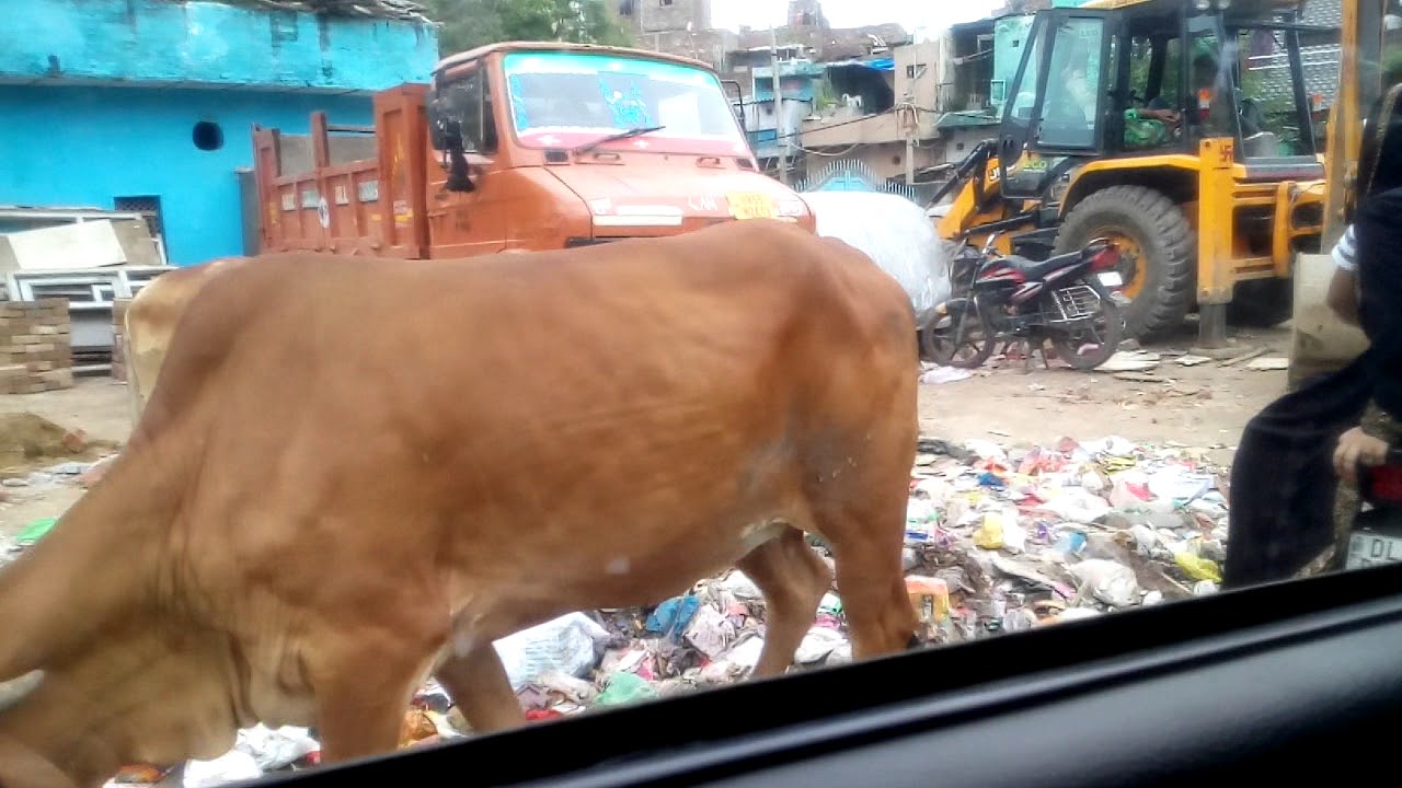 Country of cow fails to safeguard the animal - YouTube