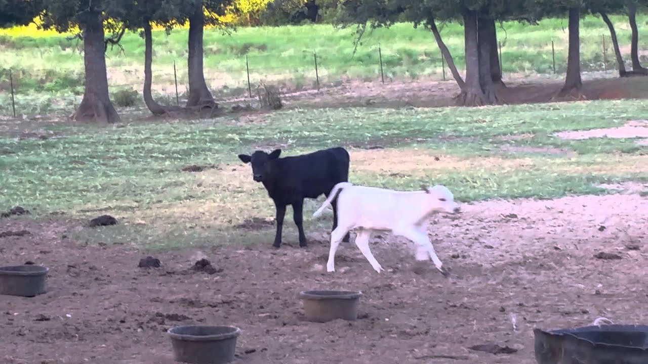 Baby calves playing - YouTube