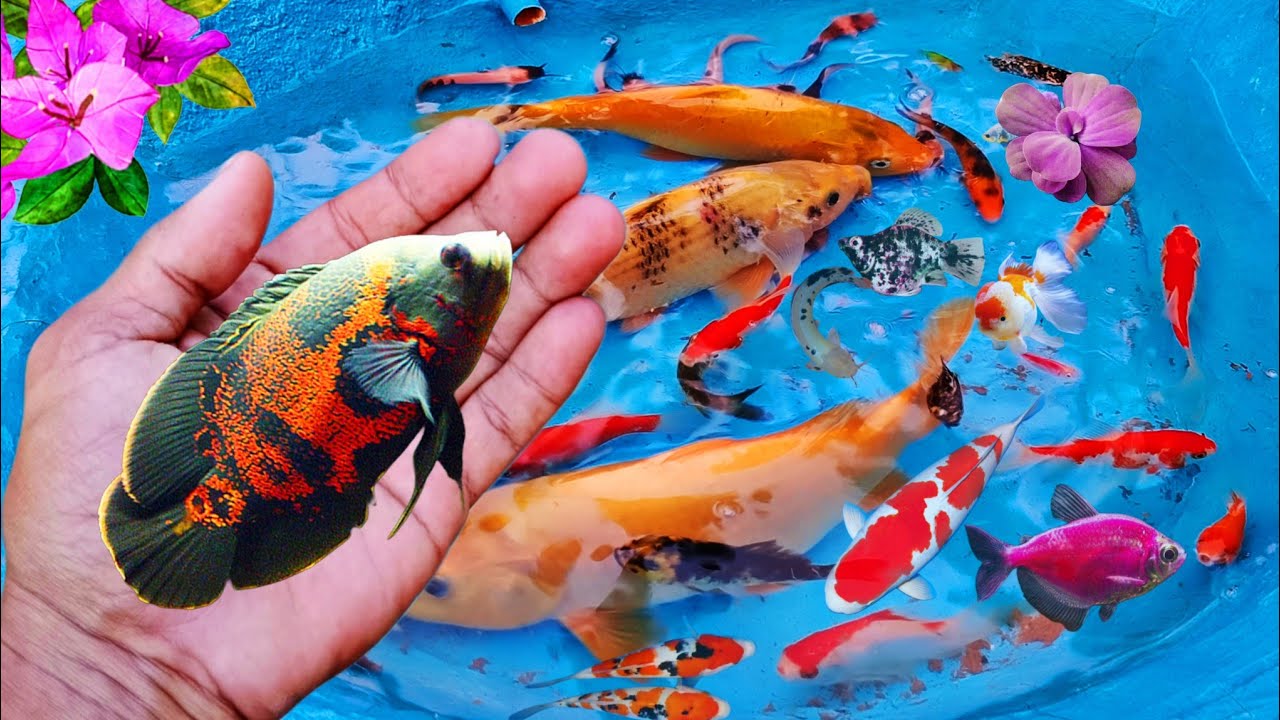 Hunting fish ornamental baby oscar, guppies, glofish, goldfish - YouTube