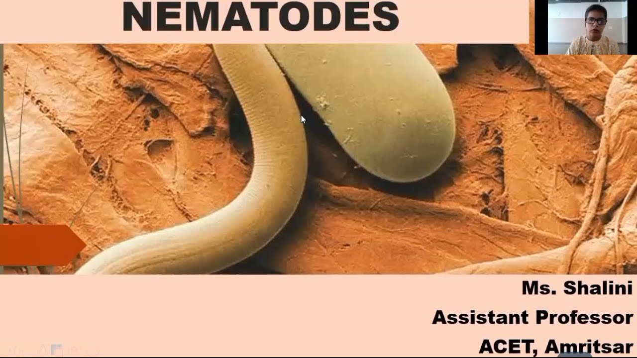 Nematodes; its morphology and classification by Shalini Thakur - YouTube
