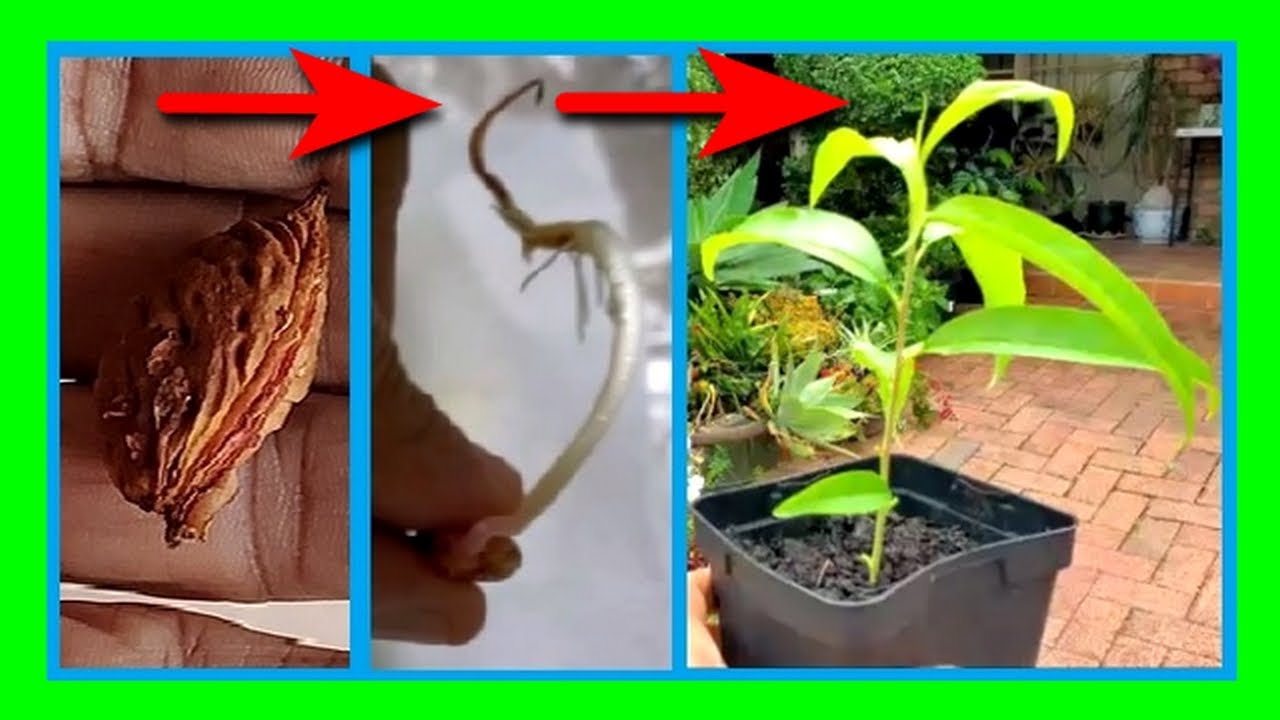 How to Grow a Peach Tree from Seed | Easy Steps to Grow Peaches from ...