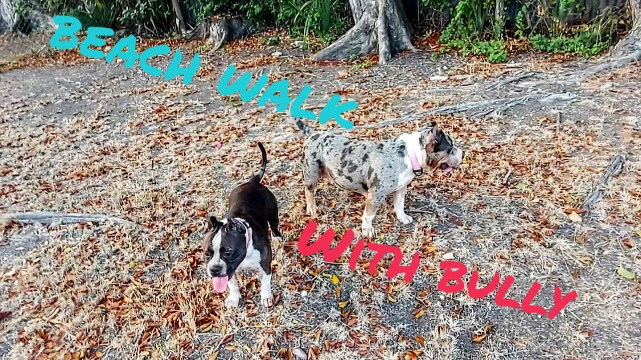 American bully evening walk - YouTube