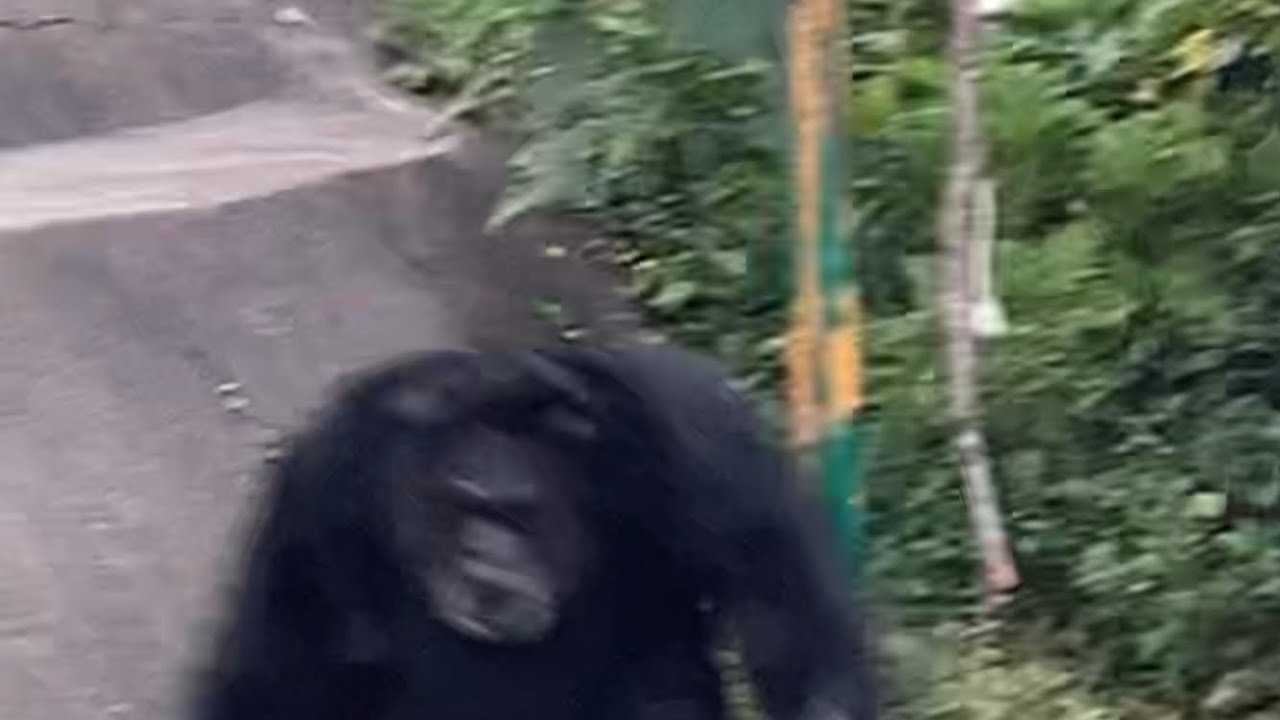 糞を投げつけるチンパンジー/chimpanzee throwing poop - YouTube