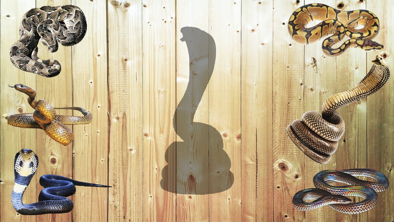 CUTE ANIMALS Snake, Indian Cobra, Python, Desert Taipan, Radiant Snake ...