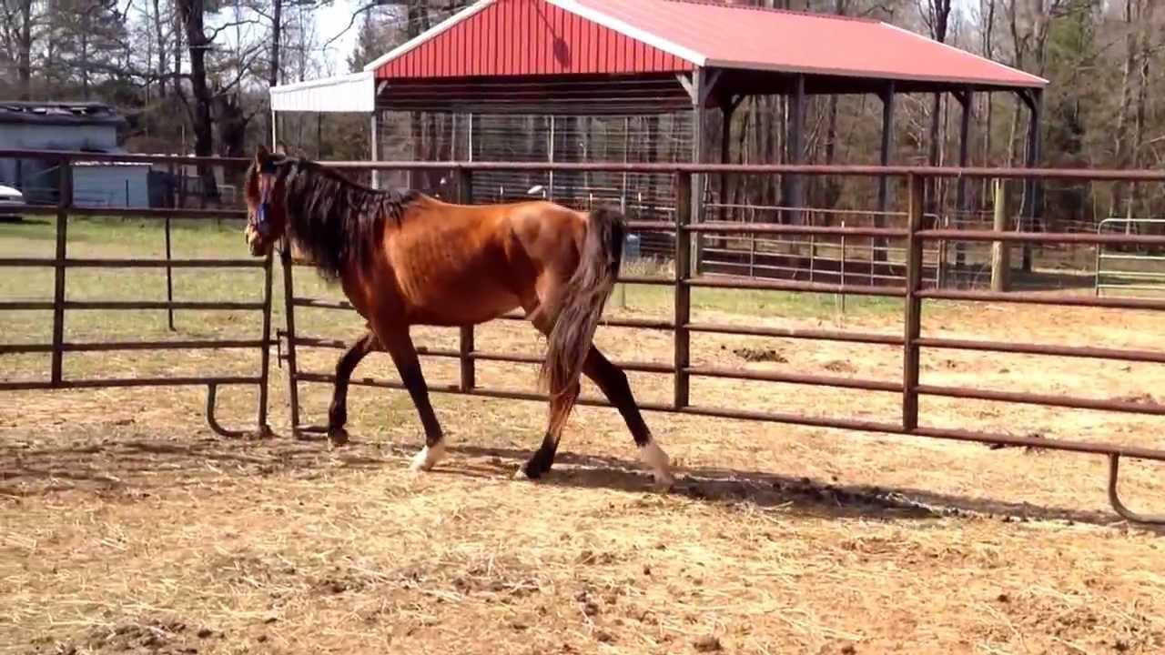 Round pen training without whip. -SE Stallion - YouTube