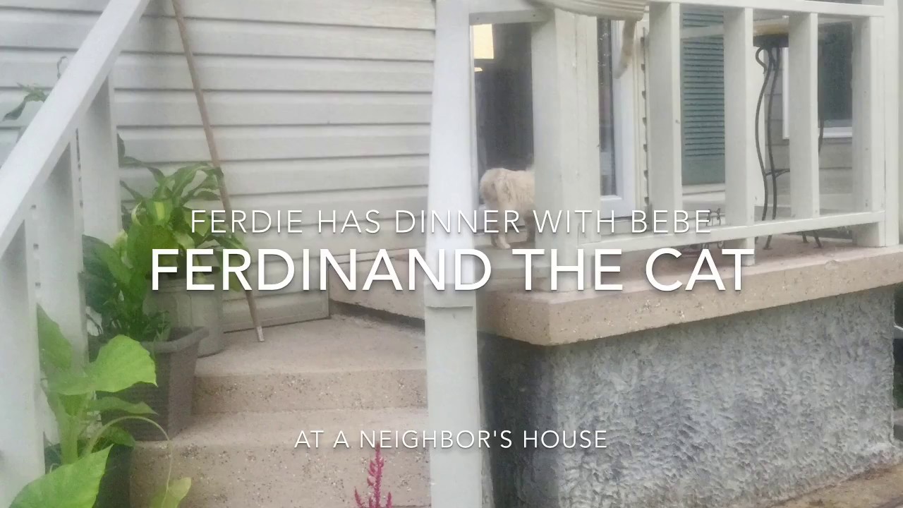 Ferdinand The Cat - Ferdie Has Dinner with Bebe Kat - YouTube