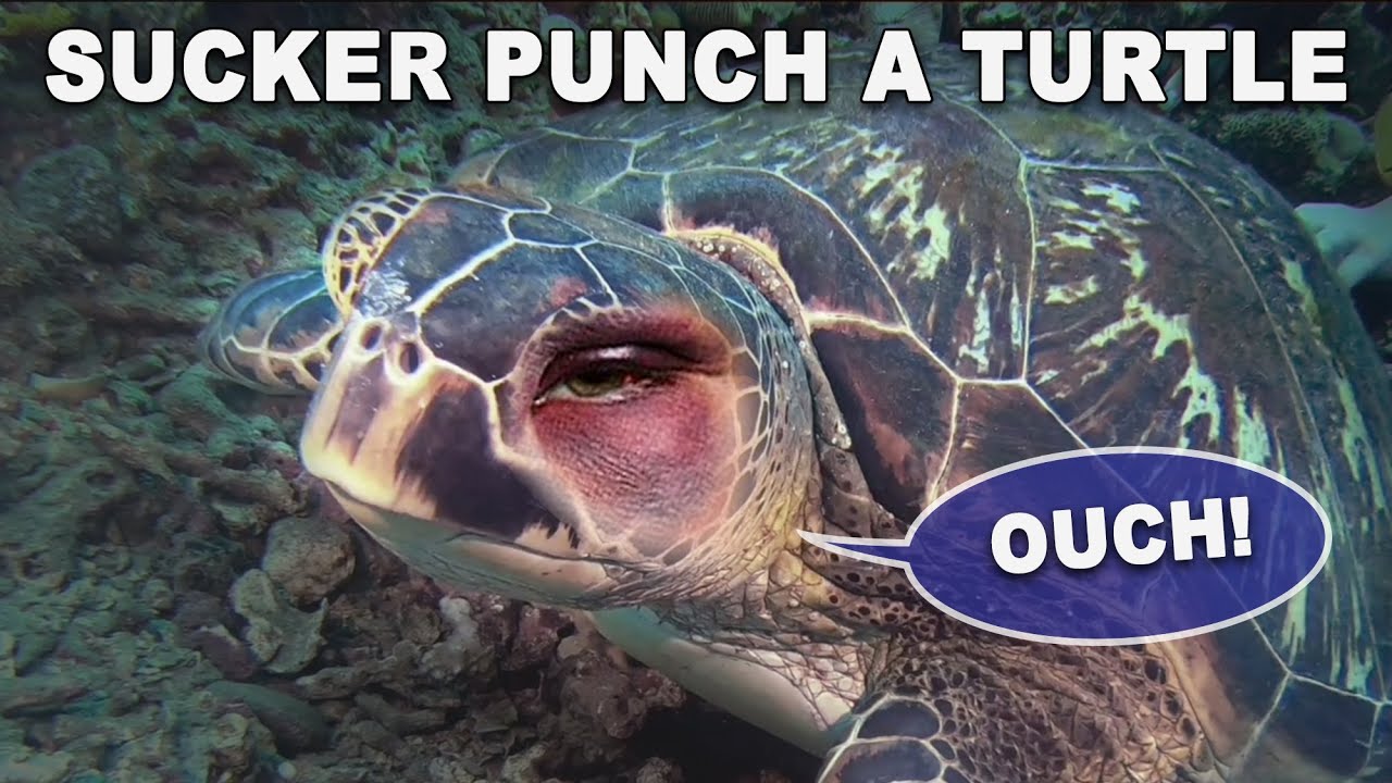 How to Sucker Punch a Sea Turtle - Dive Monster - YouTube