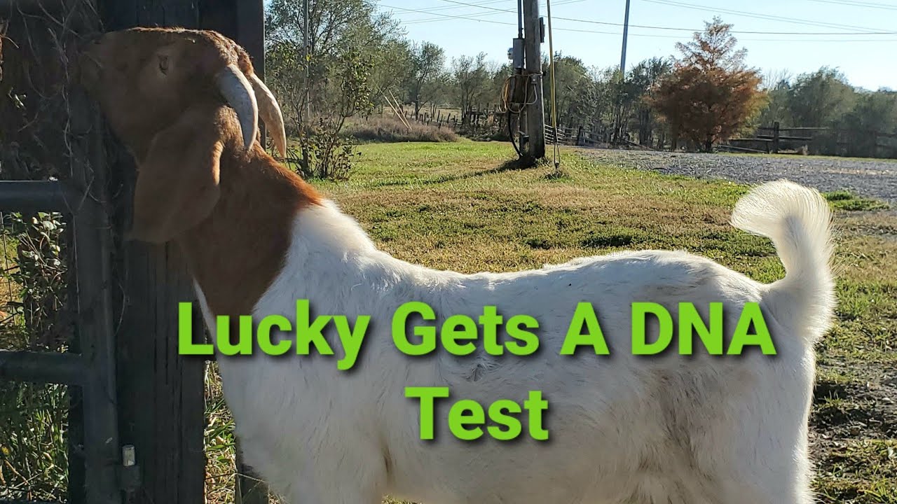 How To Take Goat DNA Sample vlog 33 - YouTube