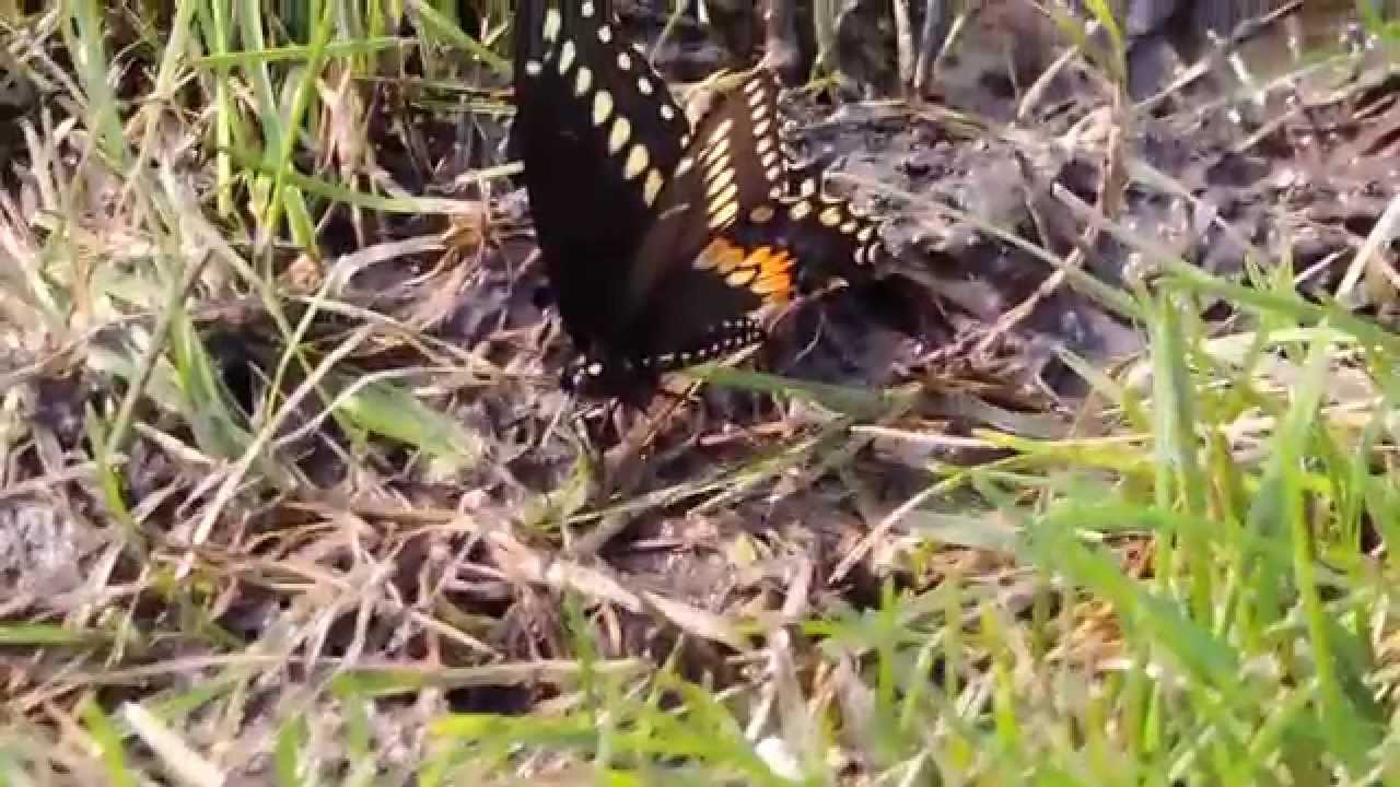 Butterfly POOPING! yes, poopin! - YouTube