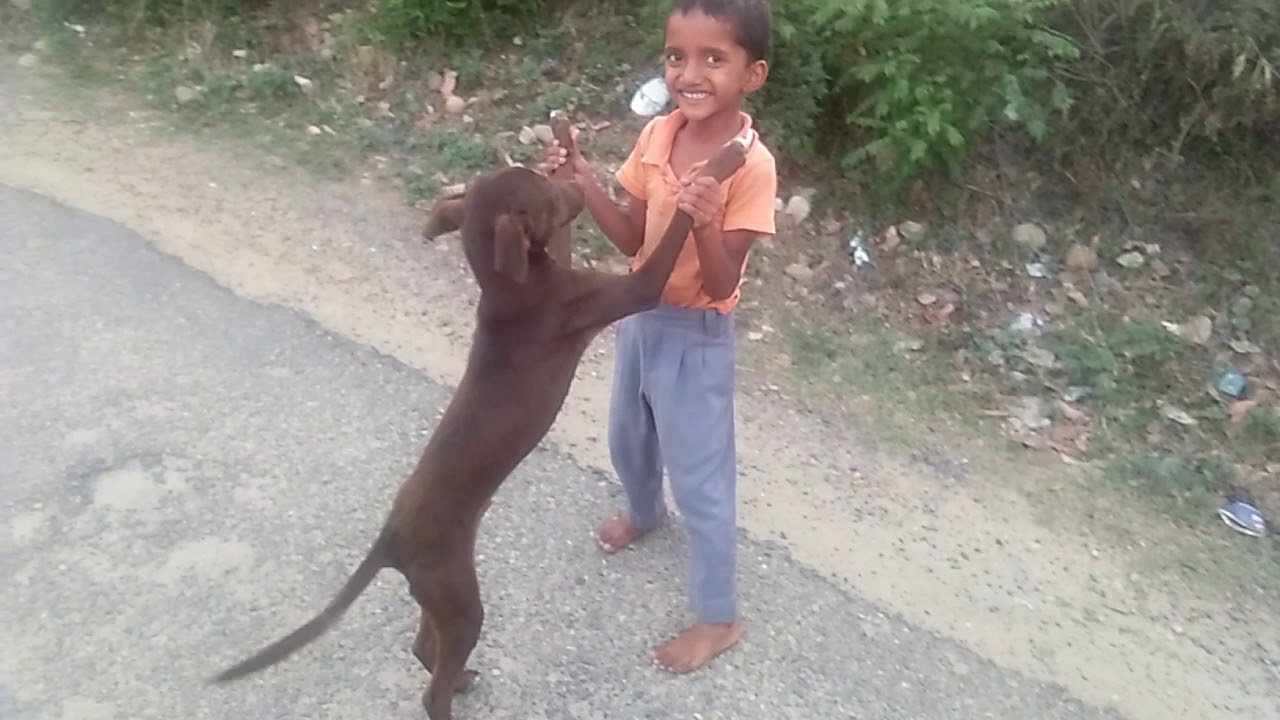 funny dog break dance - YouTube