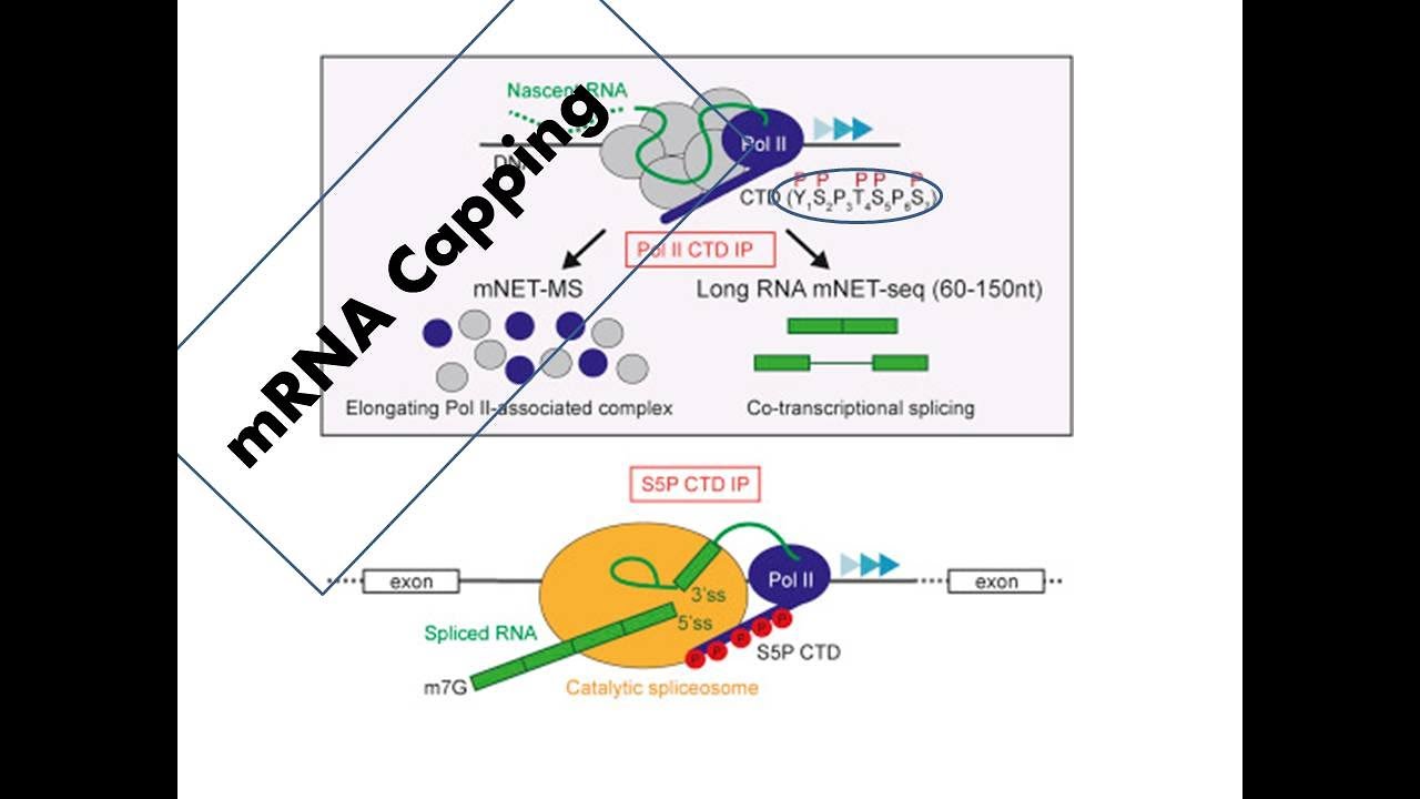Eukaryotic mRNA capping| Co Transcriptional Modification - YouTube