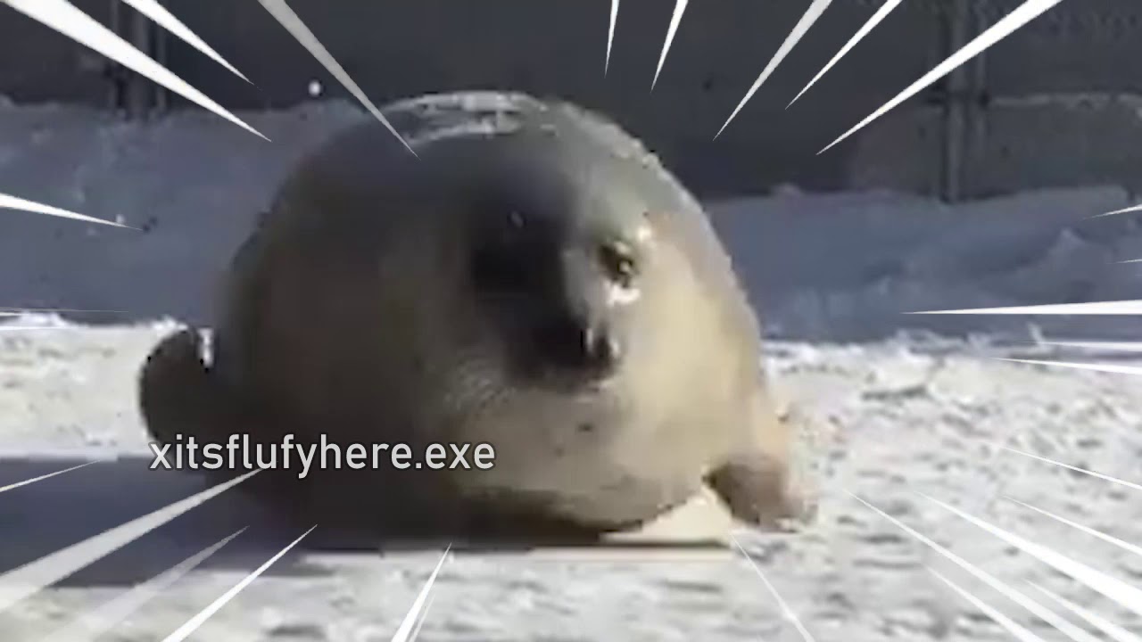 bouncy seal but its bass boosted on every bounce - YouTube