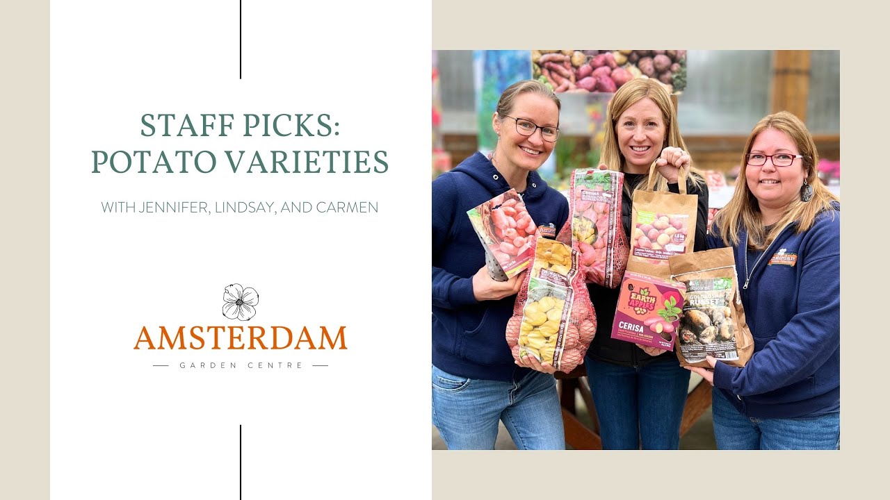 Staff Picks: Potato Varieties - YouTube