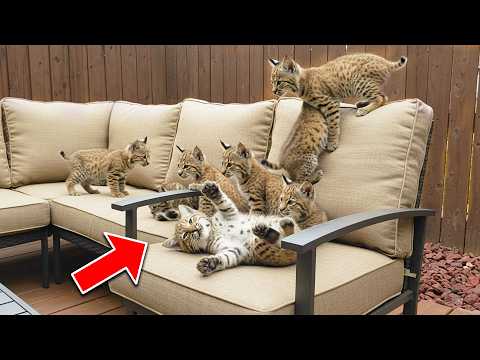 Couple Finds Bobcat Kittens in Backyard, But the Real Shock Came Days Later