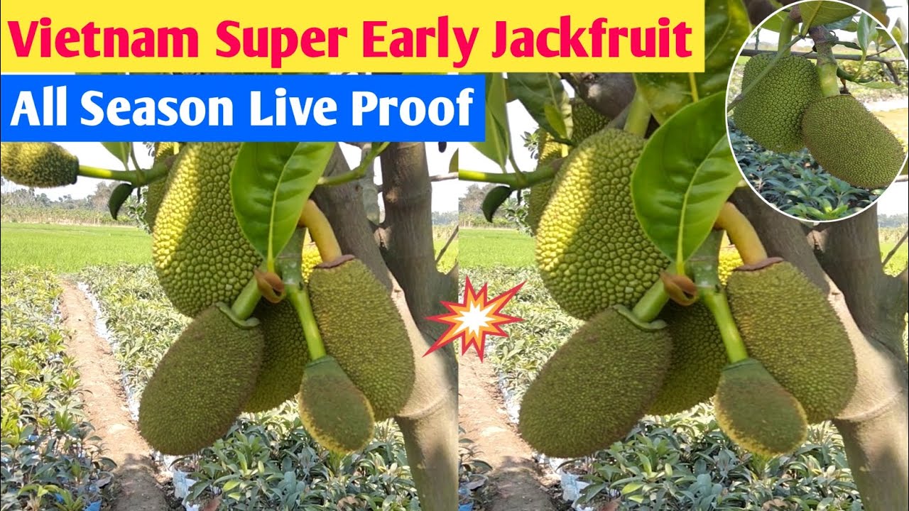 Vietnam Super Early Jackfruit Practical Demo off-Season Fruiting (Live ...