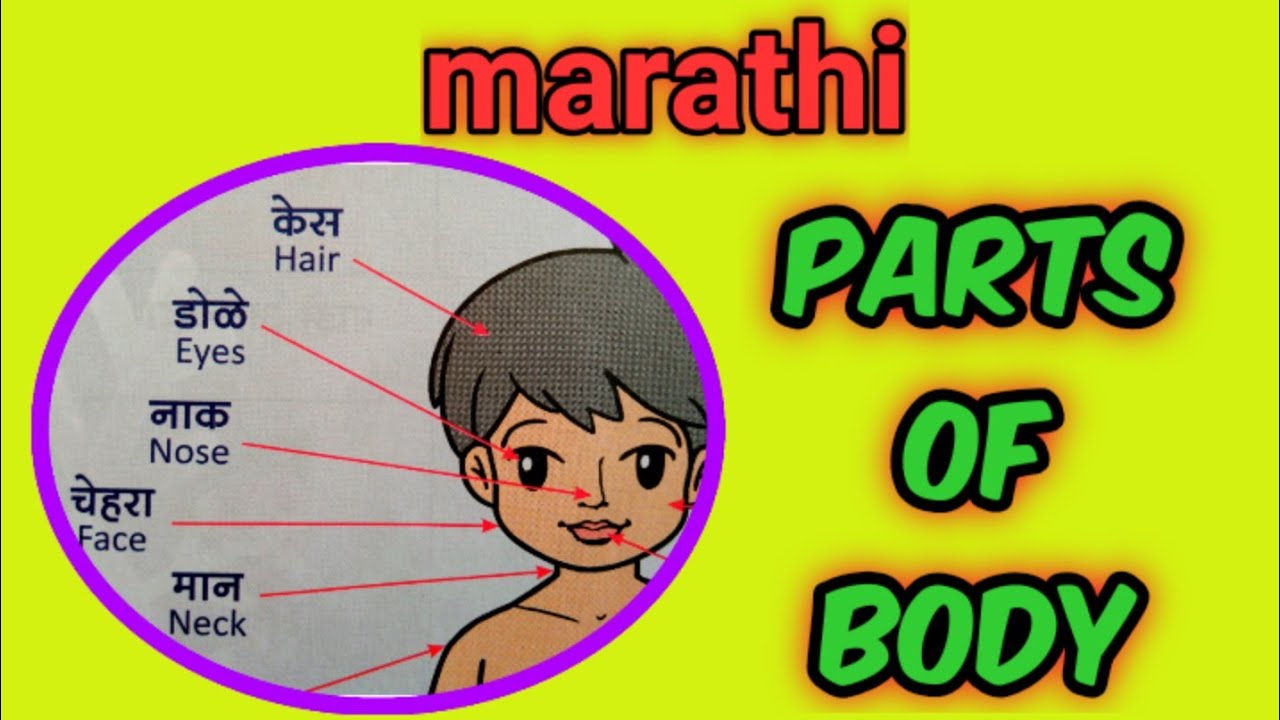 #cartoondekho sharirache avayav | body parts in Marathi | body parts ...