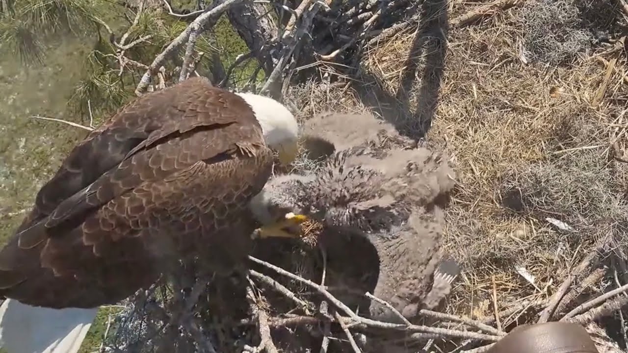 SWFL Eagles 1-31-24. The AYCE Fish Keep Coming! E23's Quick Mantle! Mom ...