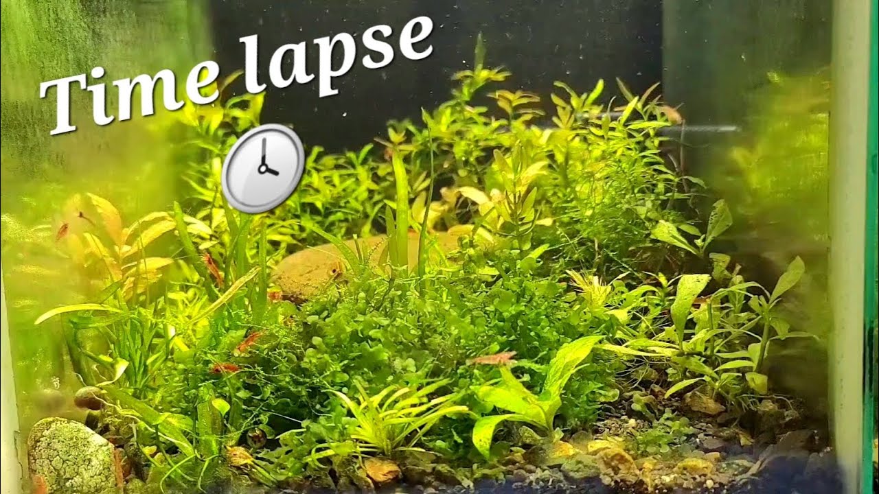 Medaka Ricefish Time Lapse - YouTube