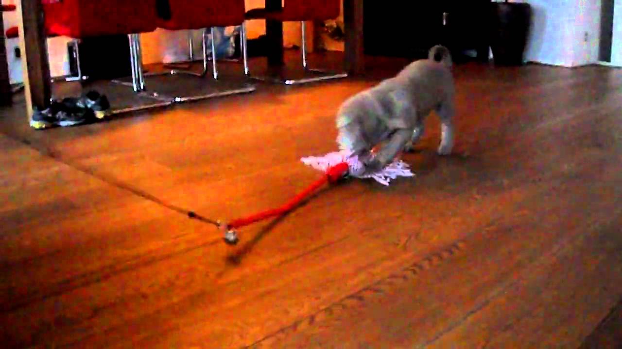Diamond the Lilac Shar Pei (8 weeks) - YouTube
