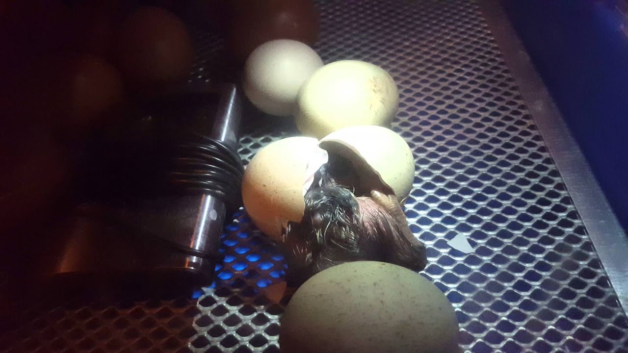 Chicken hatching - YouTube