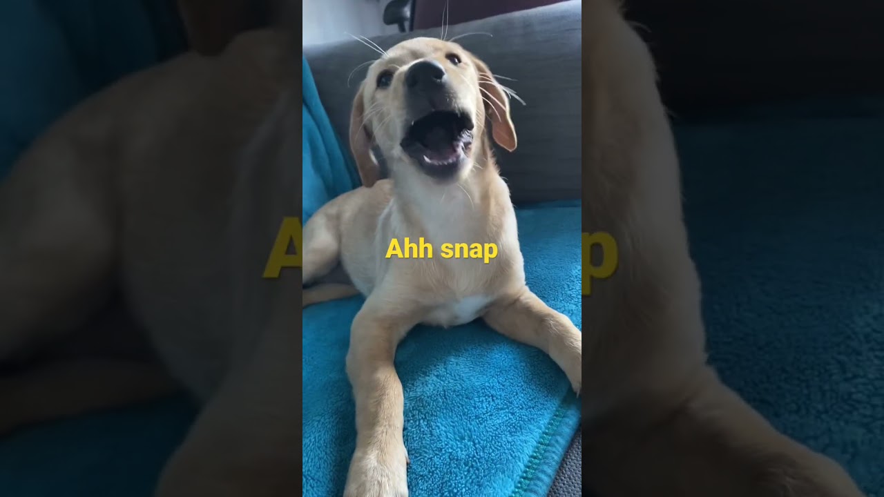Ahh snap! Cute puppy 🐶 #shorts #cute - YouTube