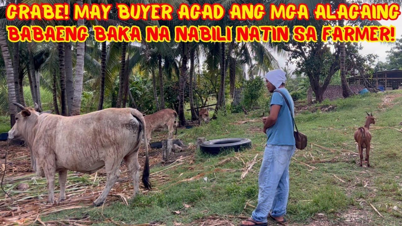 GRABE! MAY BUYER AGAD ANG MGA ALAGAING BABAENG BAKA NA NABILI NATIN SA ...