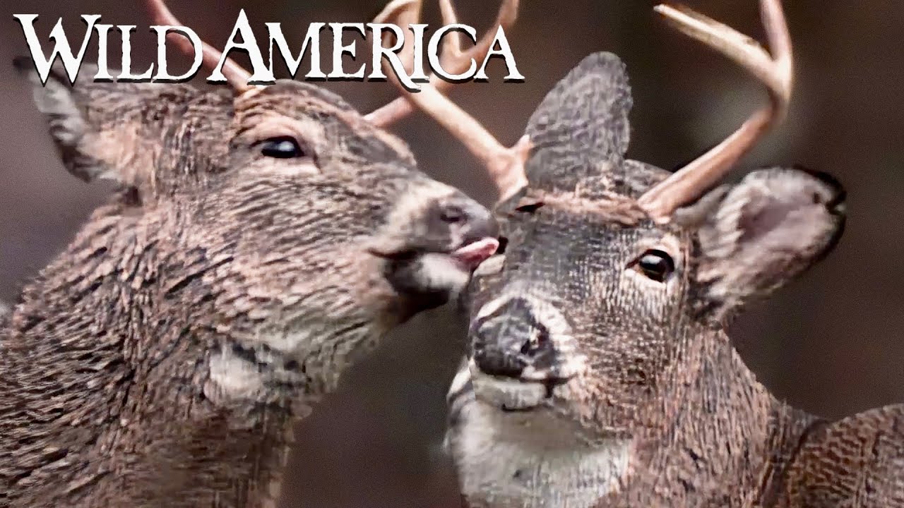 Wild America | S3 E8 Pennsylvania Whitetail | Full Episode HD - YouTube