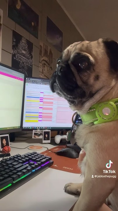 Jabba working hard or hardly working? 🤔 #pug #jabba #dogs #puglife - YouTube