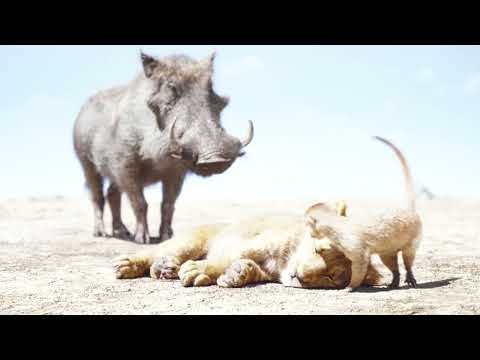 Timon & Pumbaa Funny Scene in Hindi | The Lion King