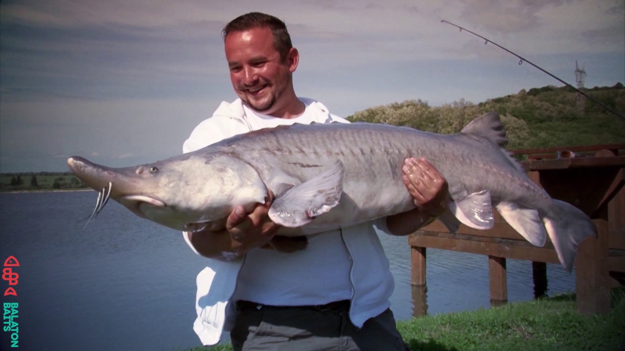 Az ország legnagyobb Beluga-tokhala megízlelte a Balaton Baits csalit ...
