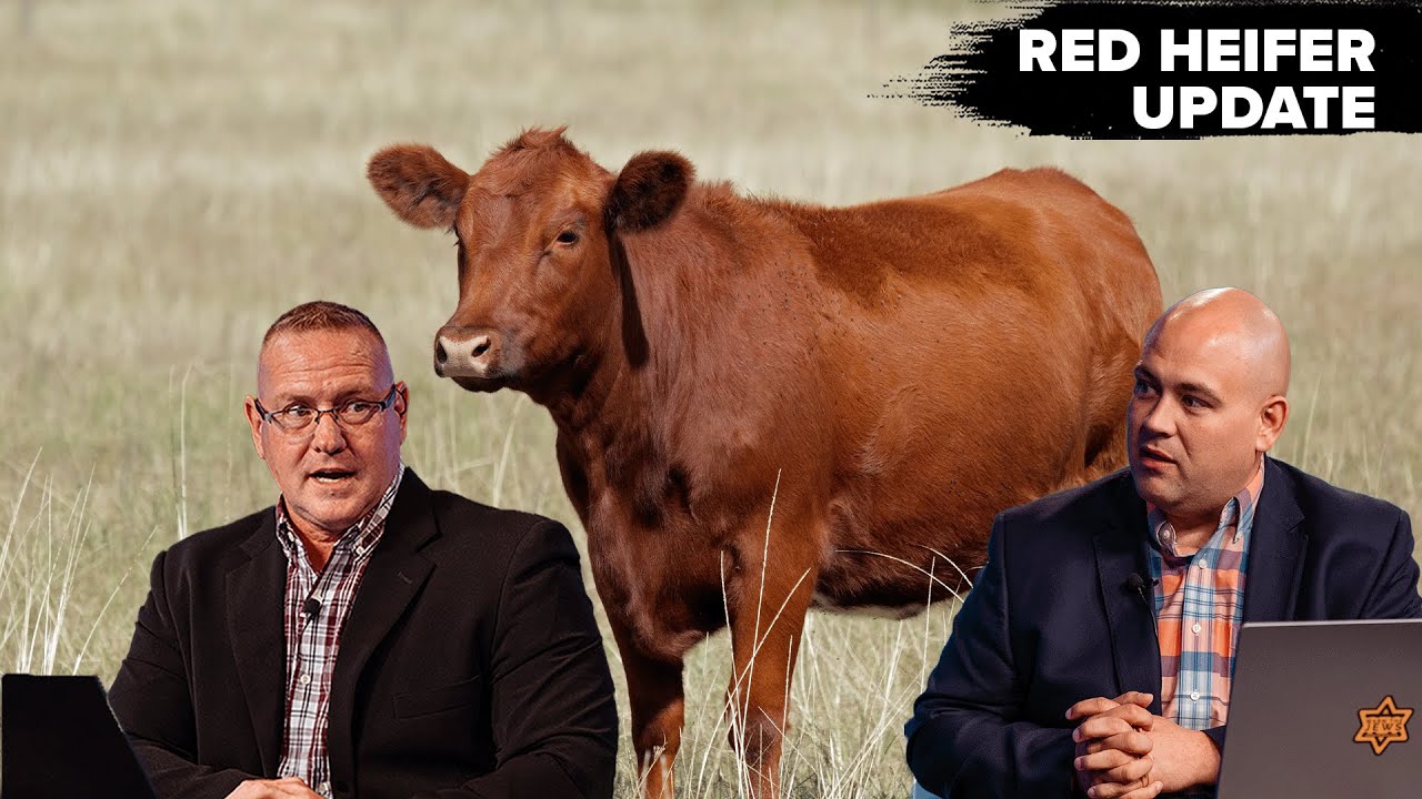 🚨 Prophetic Alert: Is the Red Heifer Ceremony About to Happen? 🔥🐄 - YouTube