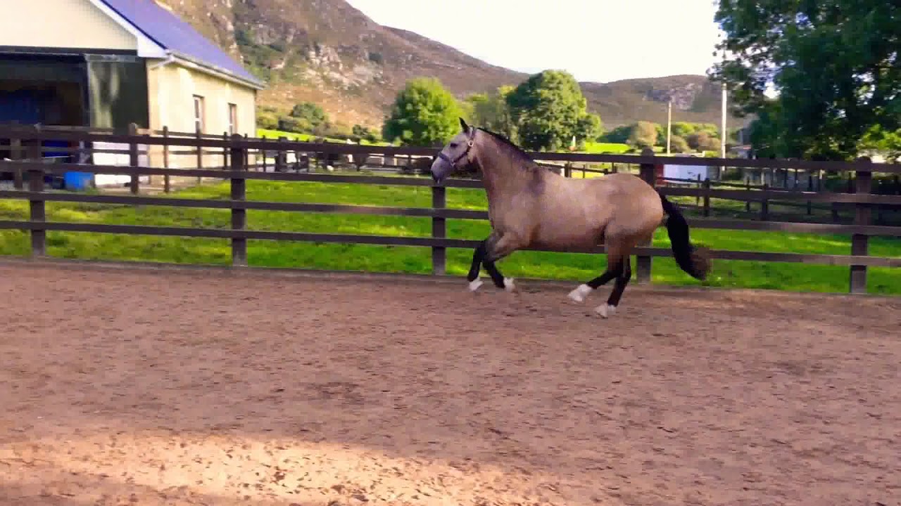 Horton's Hugo A-Go-Go - YouTube