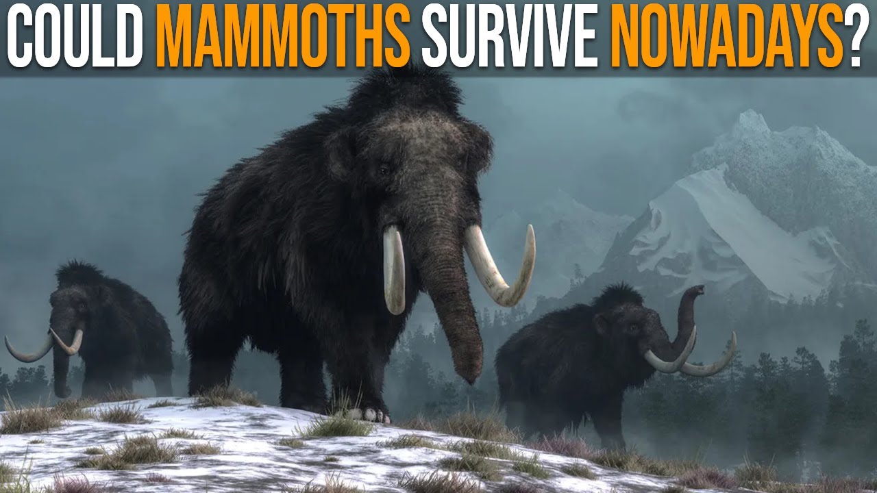 Could Mammoths Survive Nowadays? - YouTube