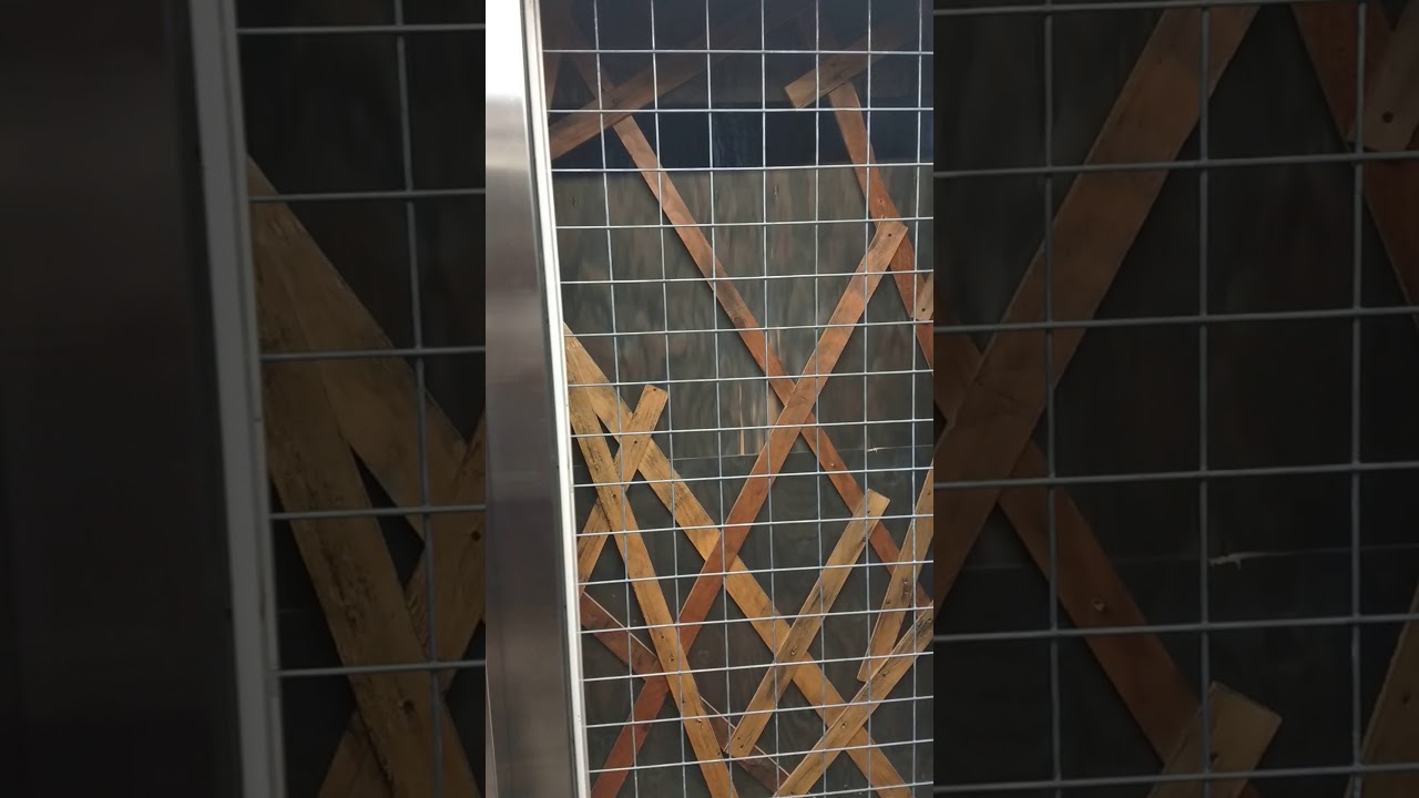 Ripley's Haunted adventure 2018 zombie elevator - YouTube