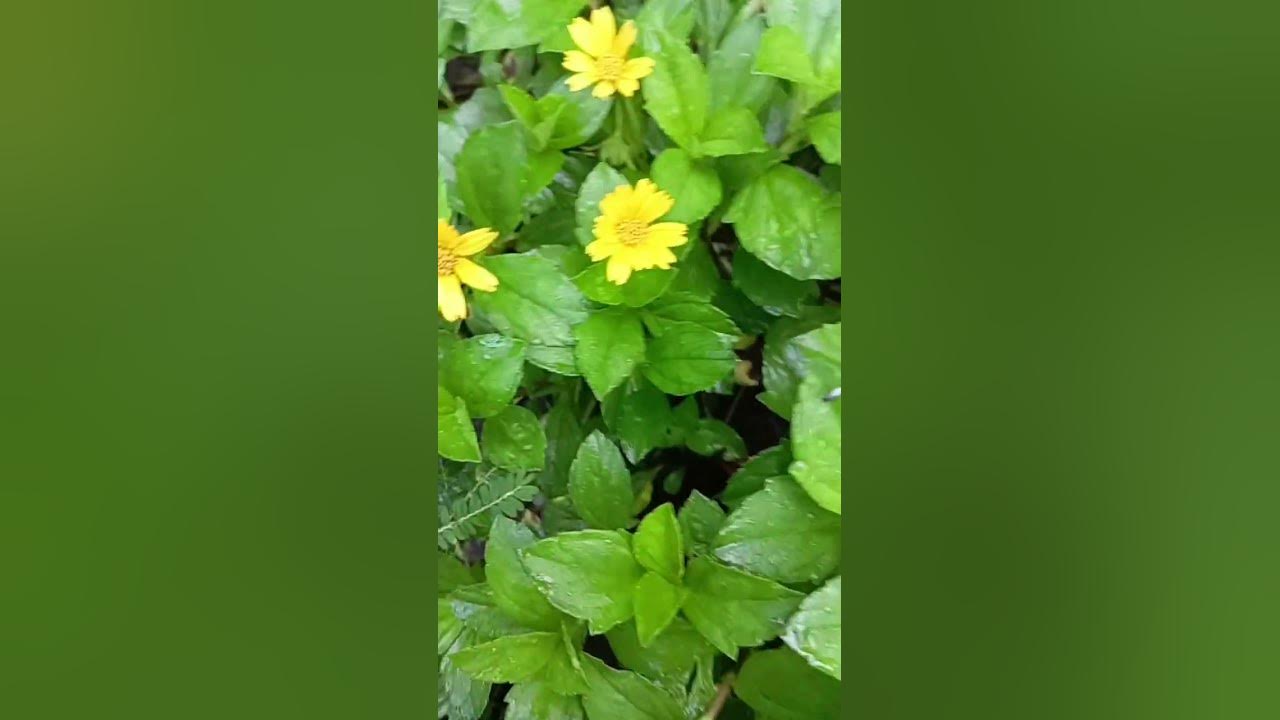 Wedelia adalah salah satu jenis tanaman liar yang hidup di kawasan dengan iklim tropis. - YouTube