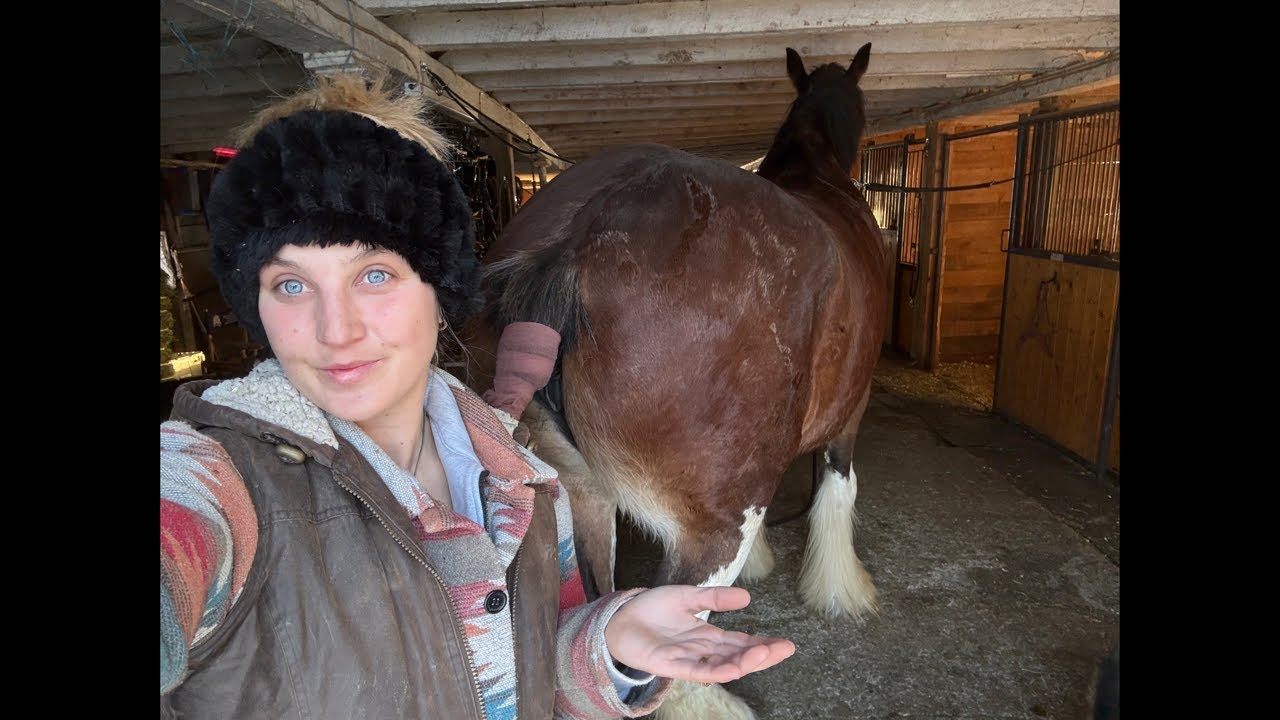 Itsamandalee is live breeding a mare! - YouTube