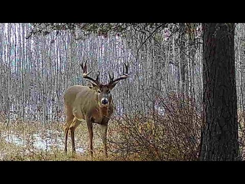 Giant Whitetail with the Bow. Hunt for a 180” brute! - YouTube