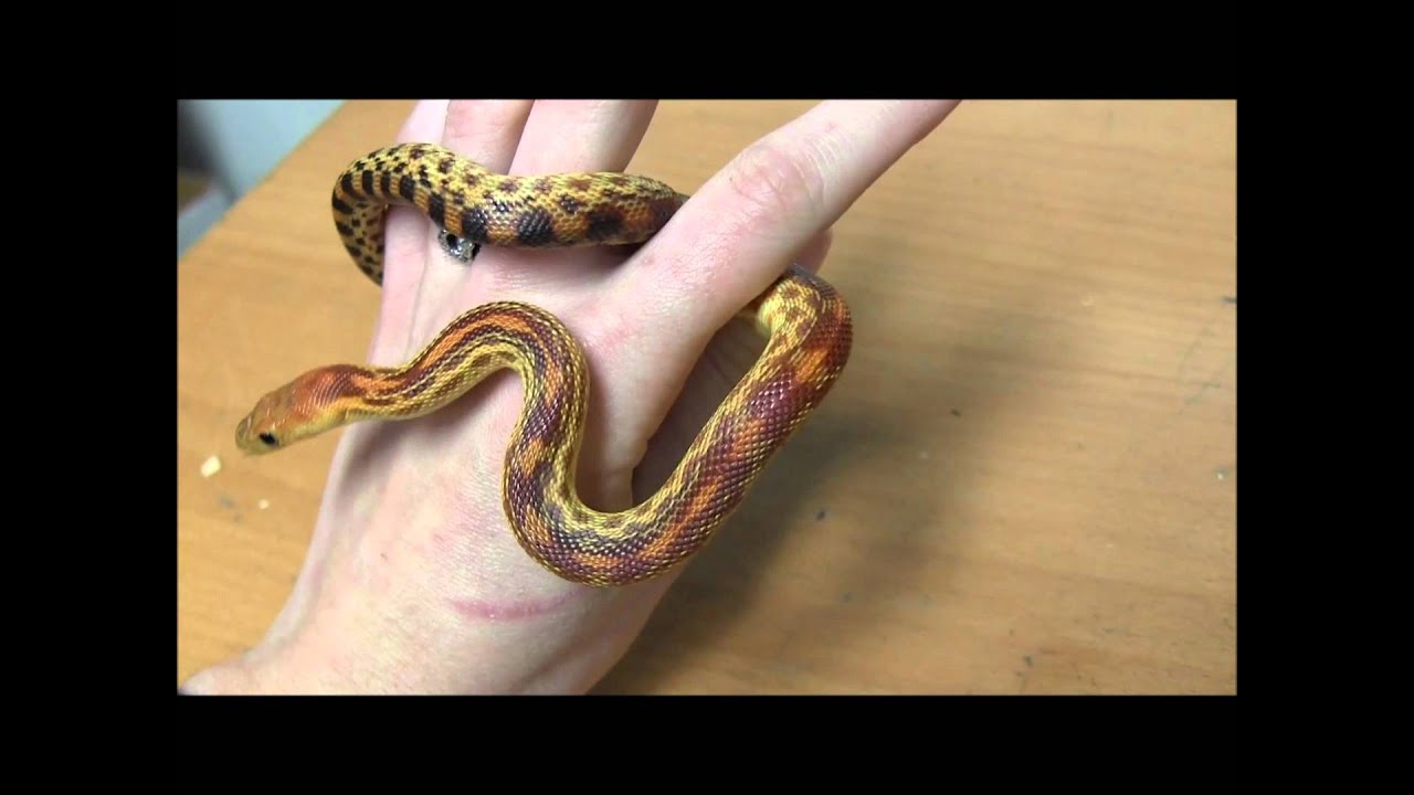 Baby Cape Gopher Snakes - YouTube
