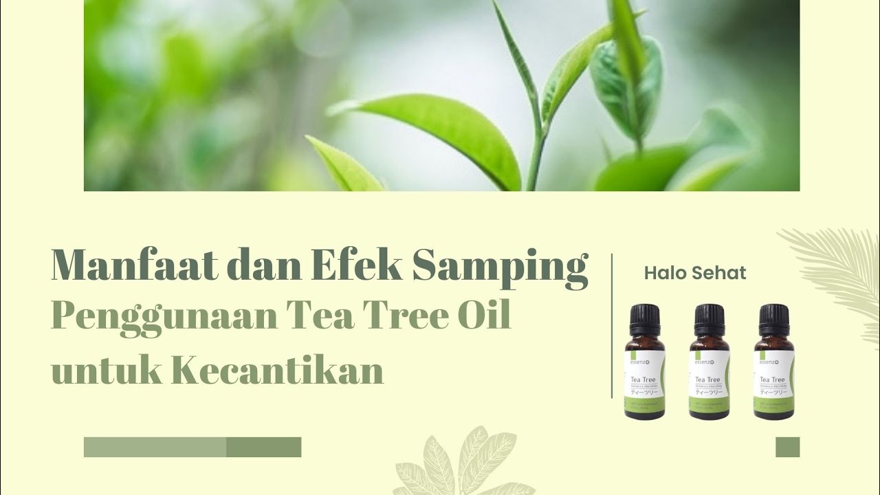 MANFAAT DAN EFEK SAMPING PENGGUNAAN TEA TREE OIL UNTUK KECANTIKAN - YouTube