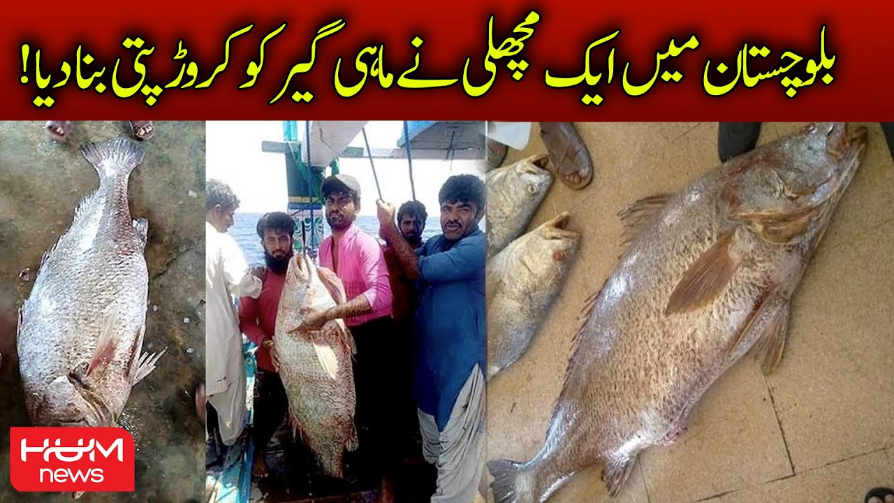 Rare 48-kilo Atlantic Croaker Fish Sold For Rs. 1.35 Crore In Pakistan ...