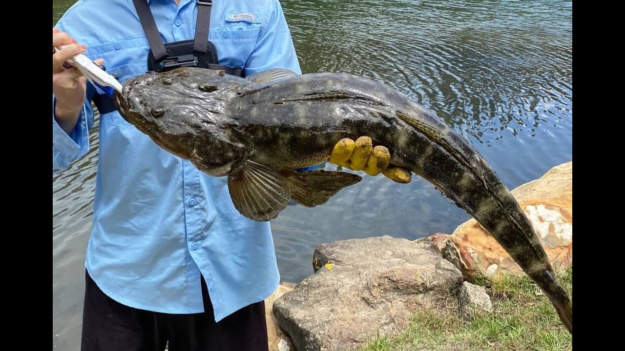 MASSIVE Dusky Flathead Caught - YouTube
