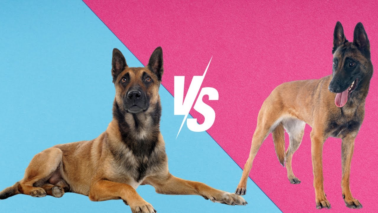 5 key differences between male & female Belgian Malinois I Male 🚹 vs ... 5 key differences between male & female Belgian Malinois I Male 🚹 vs ...