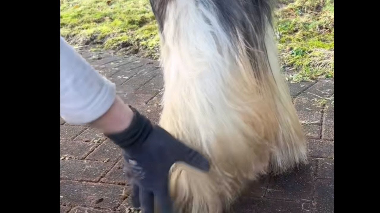 Very Good Feather on a yearling Irish Cob Colt - YouTube