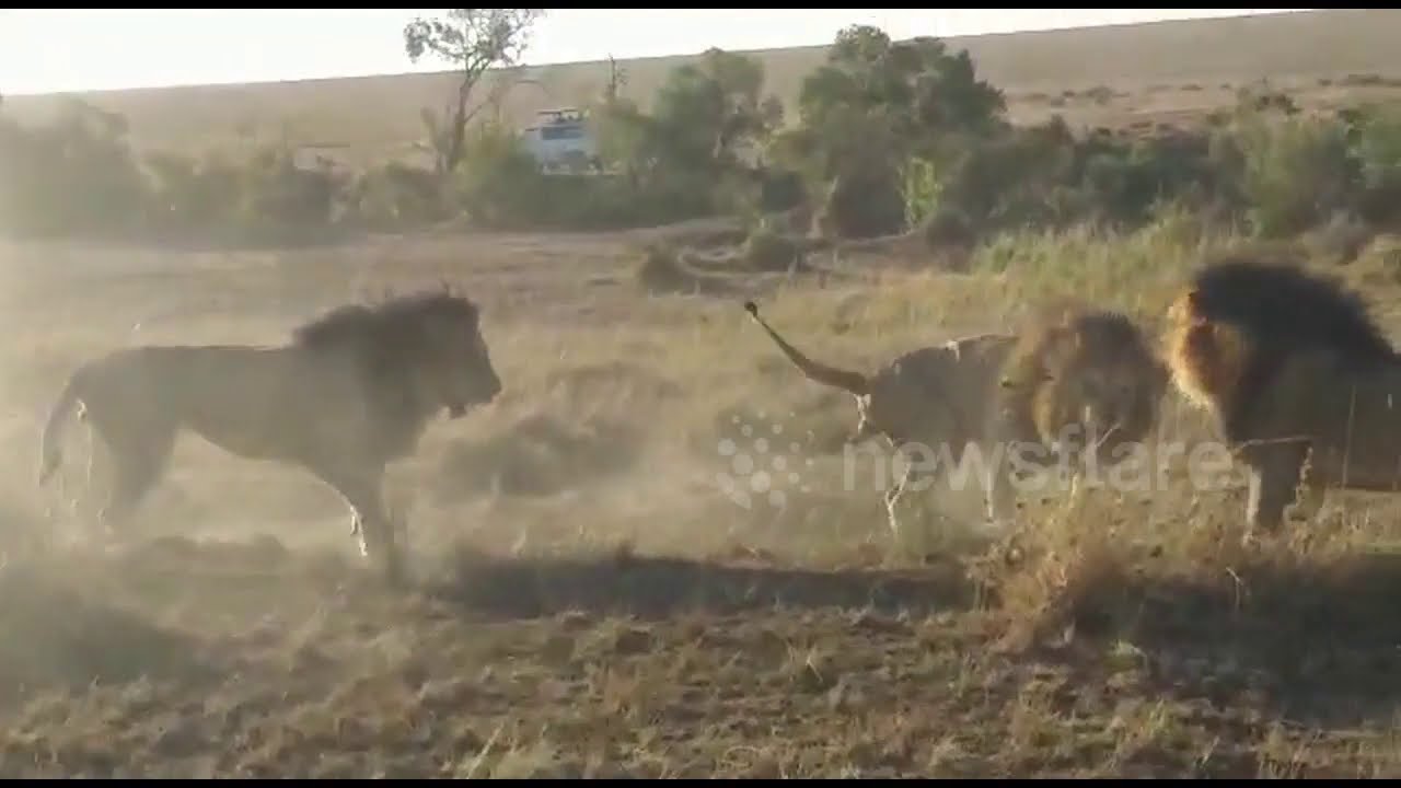 Three lions get into an epic fight over territory in Kenyan savannah ...