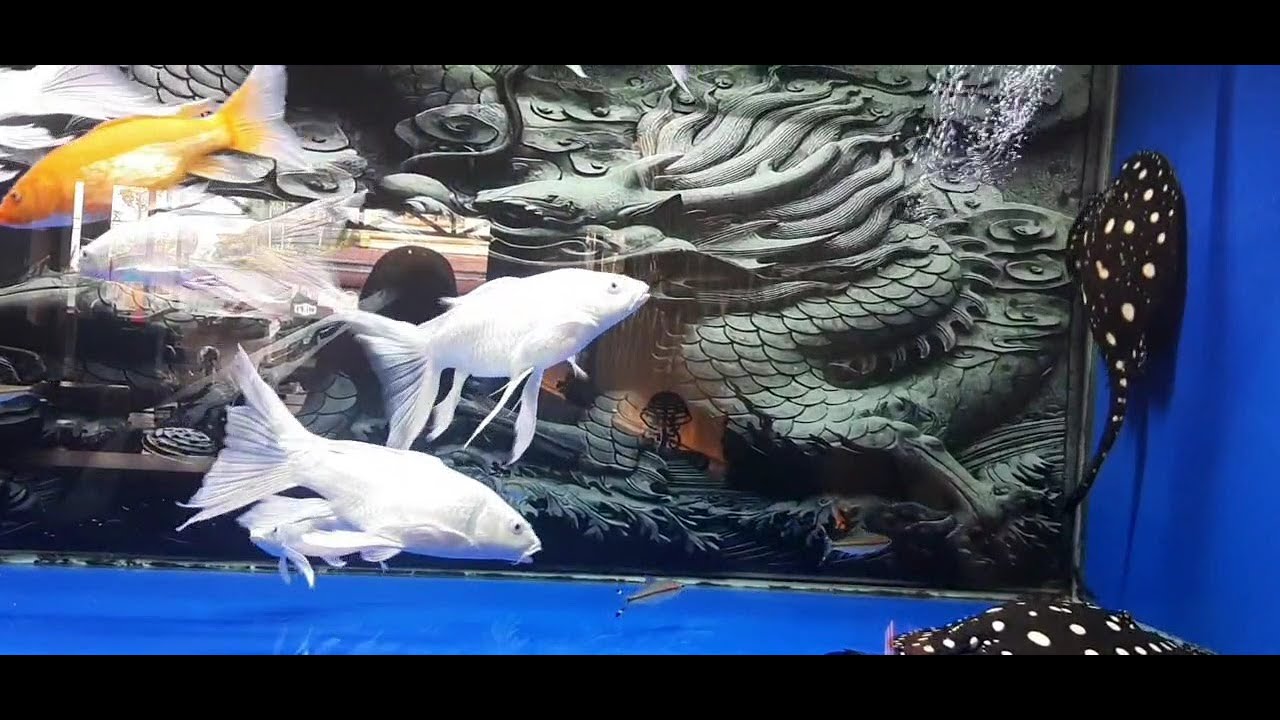 SEIYA MELIHAT peixe IKAN PARI (STINGRAY FISH, COI FISH) DAN IKAN KOI ...