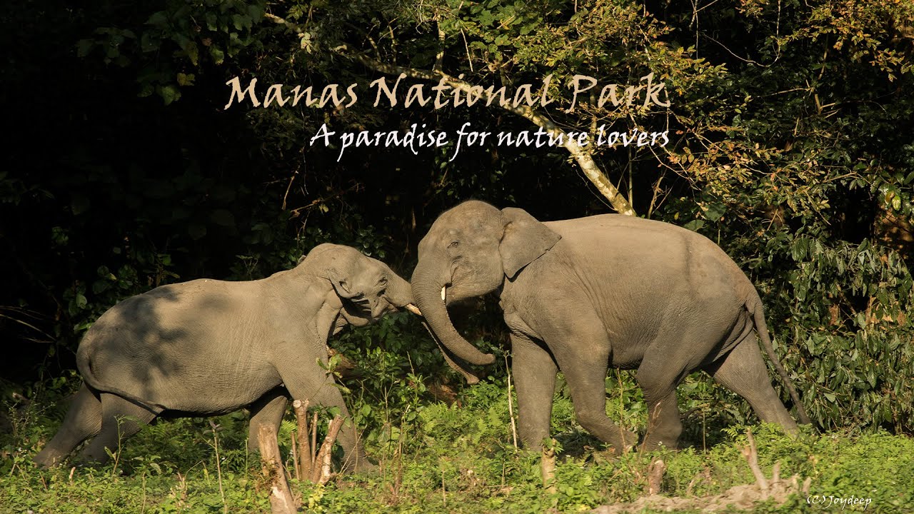 Manas National Park | Assam | A beautiful tiger reserve forest ...
