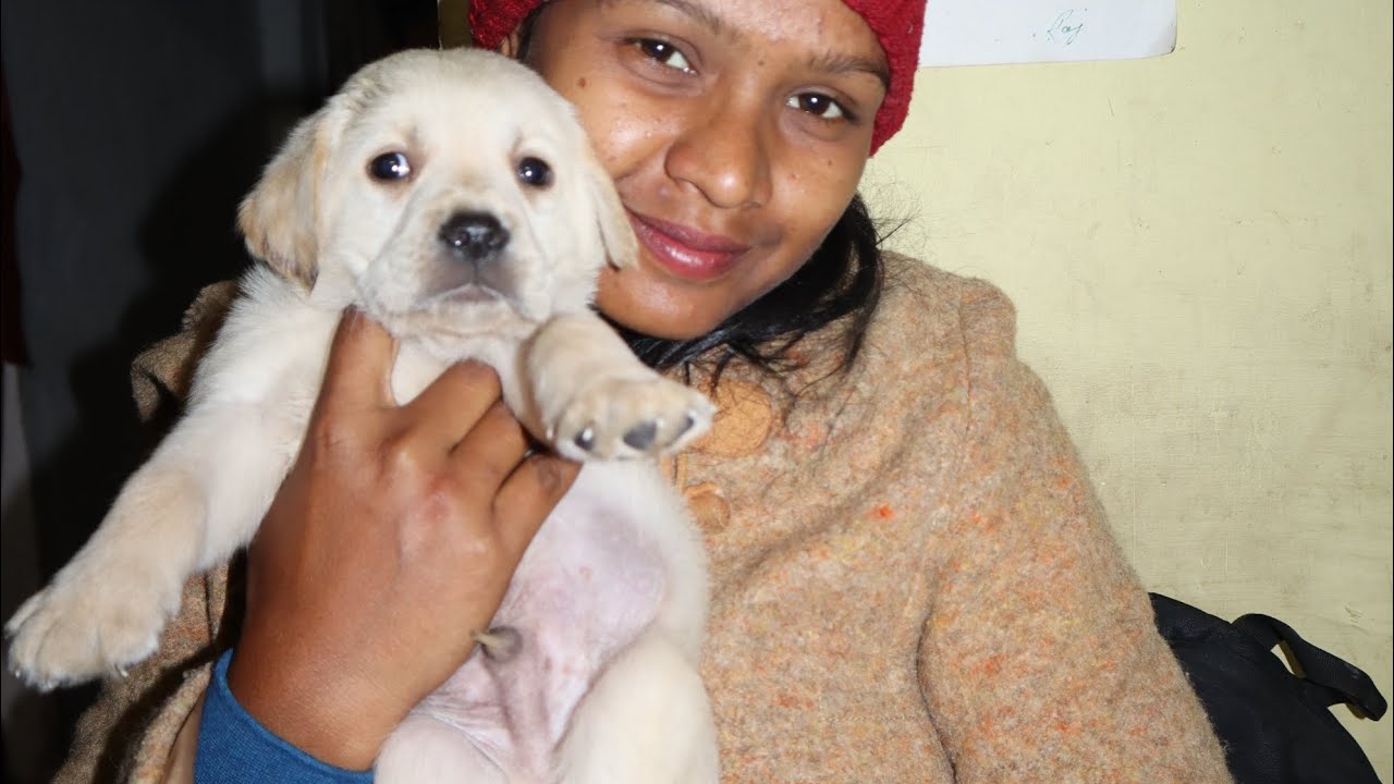 Heavy bone size labrador puppies available in very good price ...