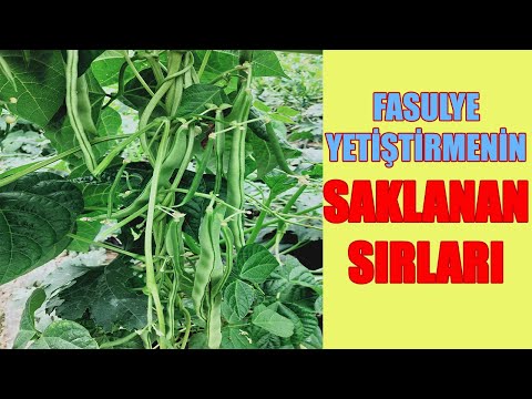 FASULYE YETİŞTİRMENİN SAKLANAN SIRLARI, FASULYEDEN VERİM ALMAK İÇİN BUNLARA DİKKAT EDİN,