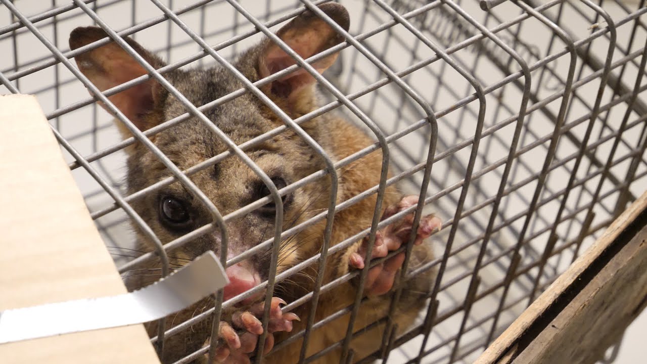 3 Days 2 Night Trapped in my Roof - Possum Rescue Australia - YouTube