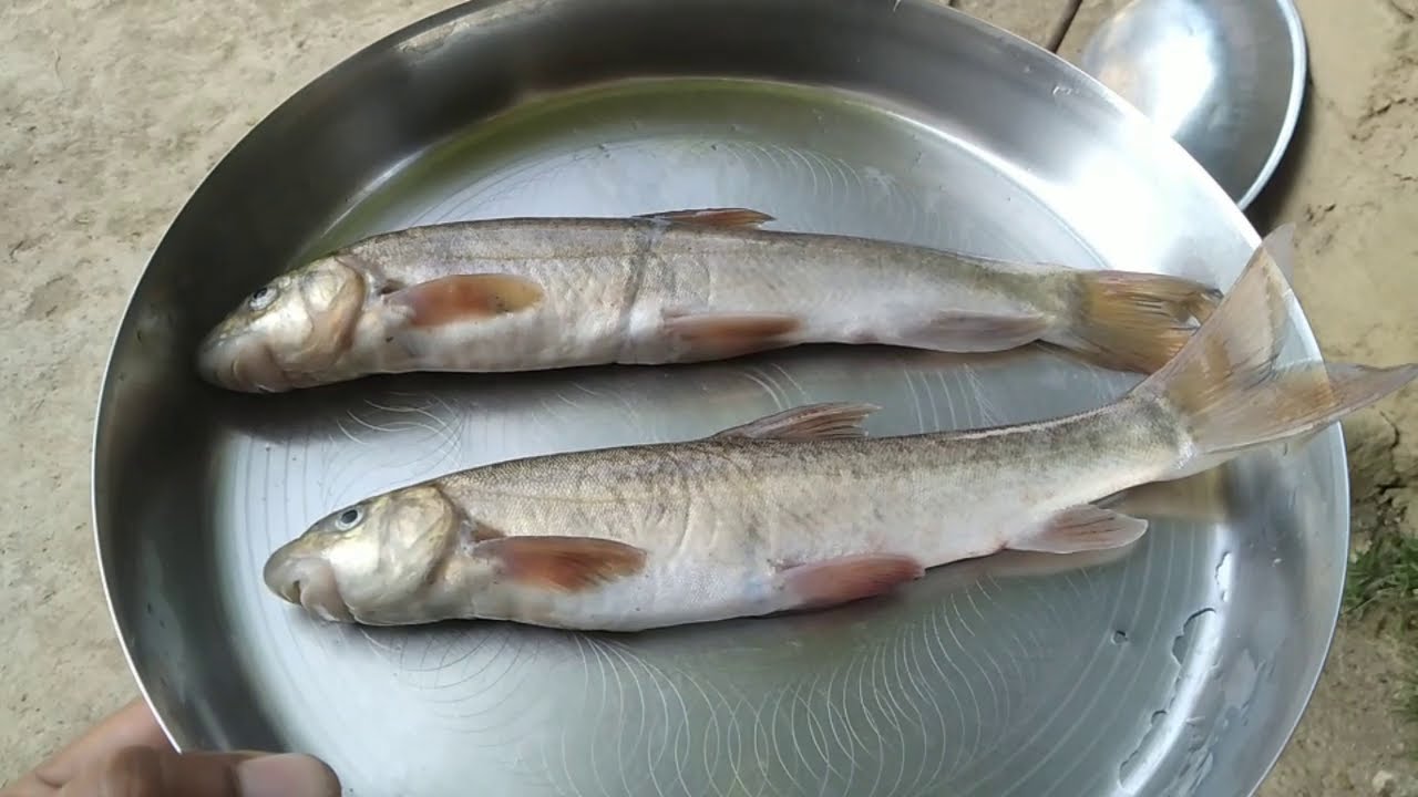 Pahadi style fish curry, पहाड़ी माचा और भात ,गढ़वाली माचा और भात - YouTube